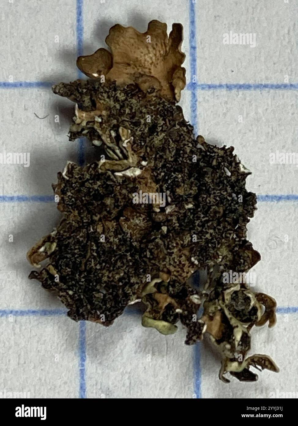 Peppered Rock-shield (Xanthoparmelia conspersa Stock Photo - Alamy