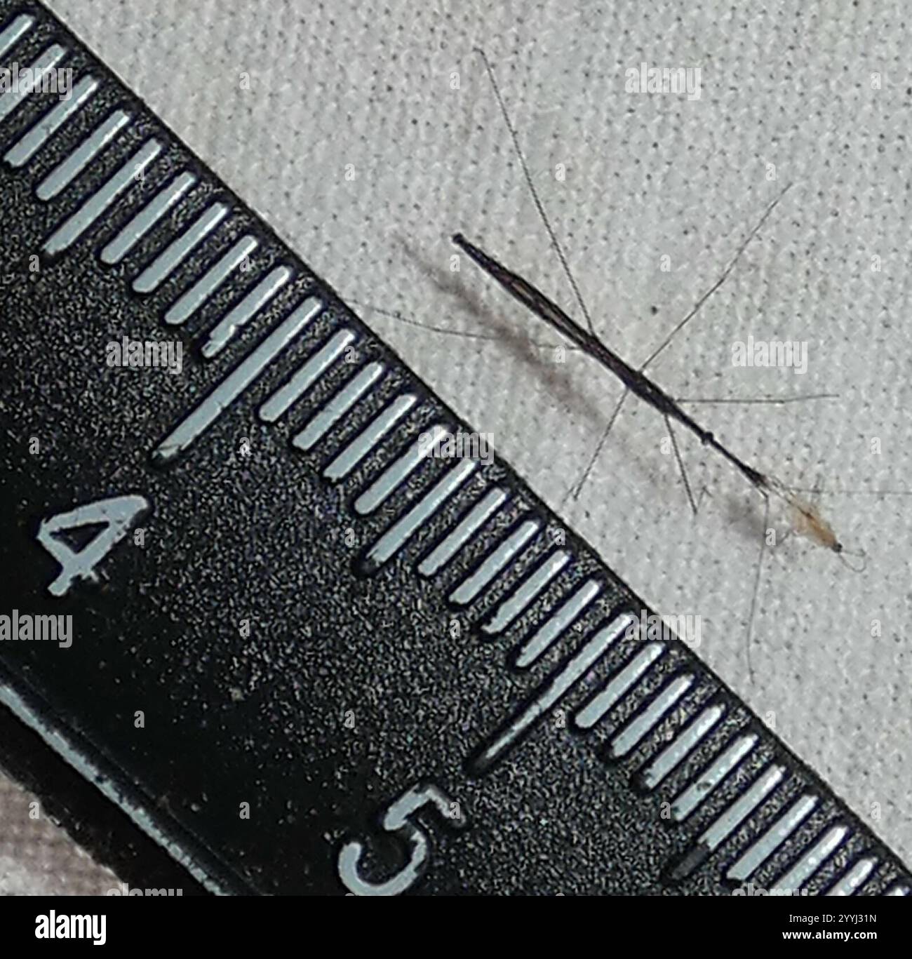 Thread legged bugs hi-res stock photography and images - Alamy