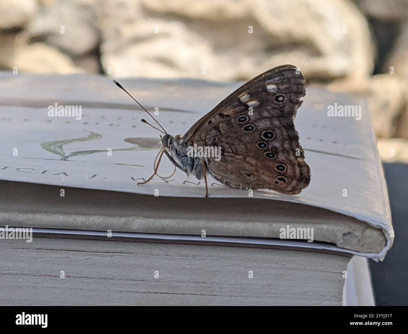 Hackberry Emperor (Asterocampa celtis Stock Photo - Alamy
