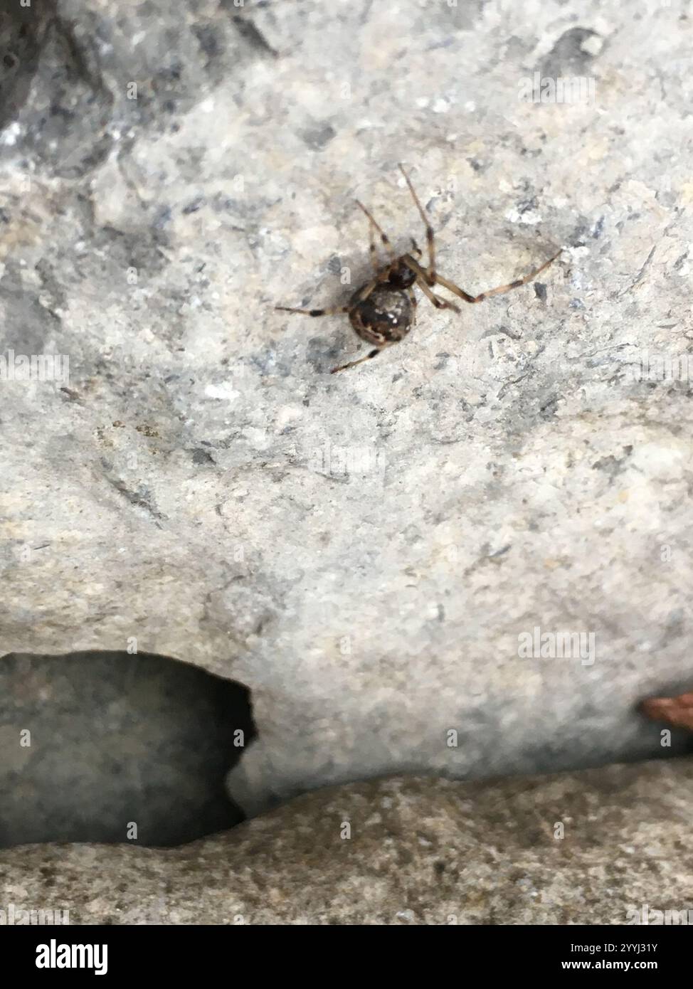 Comb-footed Spiders (Theridiidae Stock Photo - Alamy