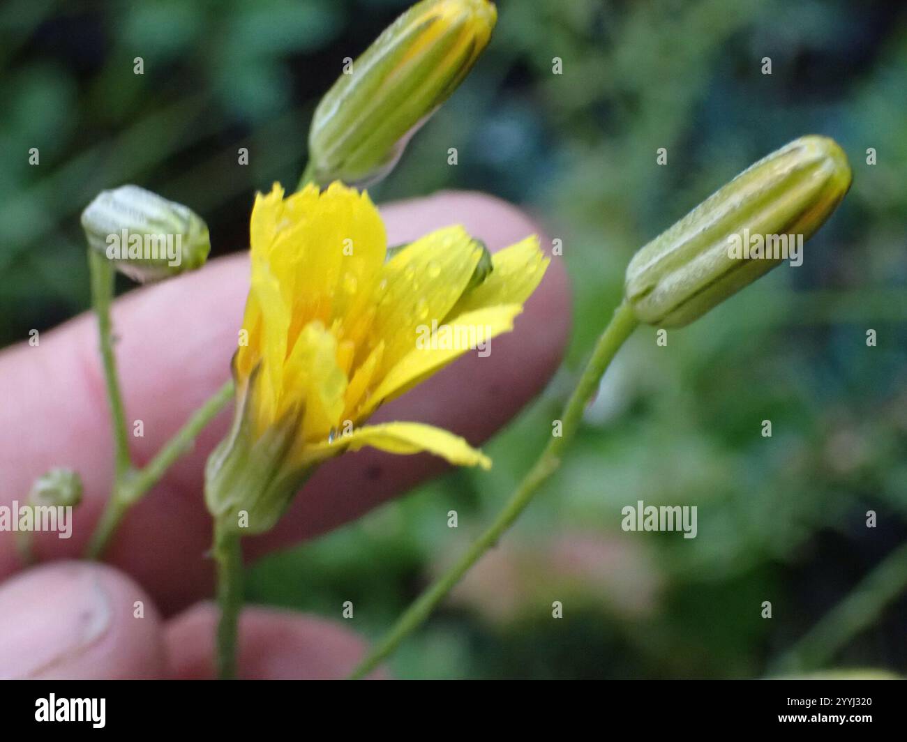 Slender Hawksbeard (Crepis atribarba Stock Photo - Alamy