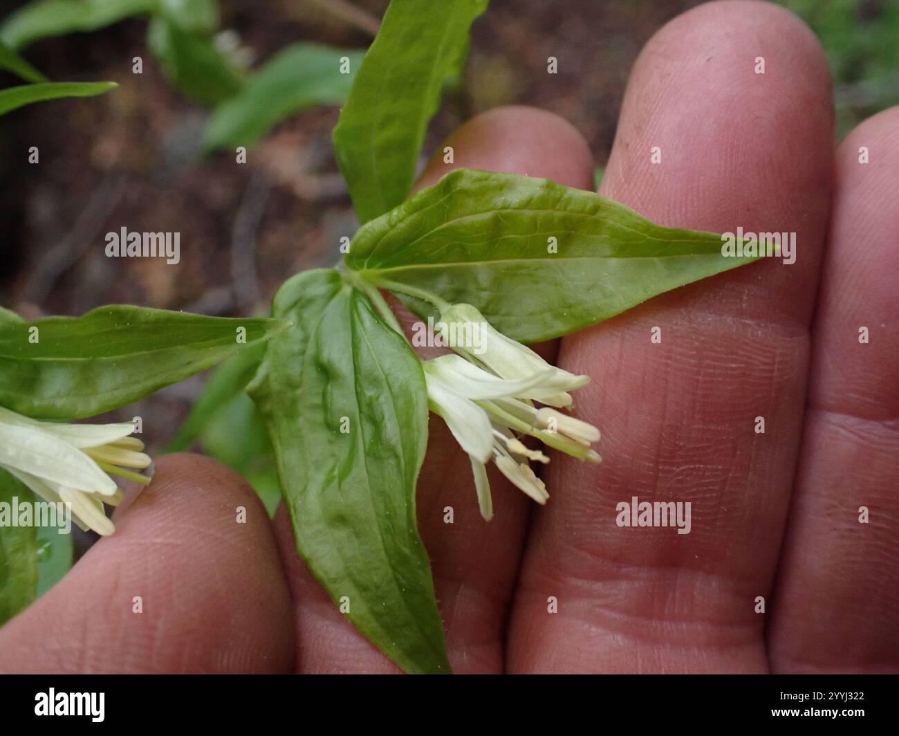 rough-fruited fairybells (Prosartes trachycarpa Stock Photo - Alamy