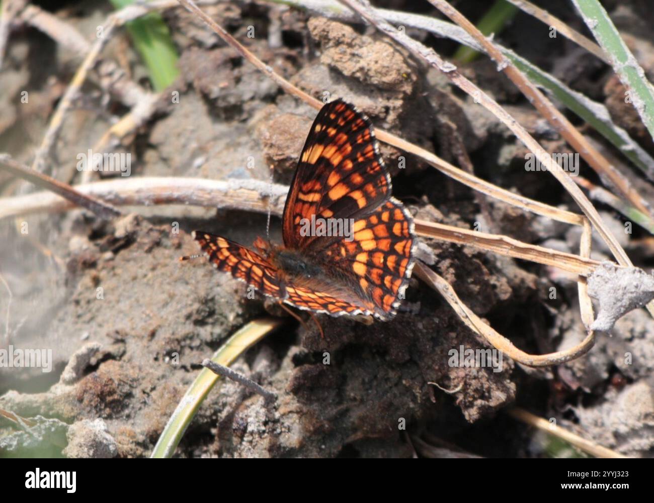 Northern Checkerspot (Chlosyne palla Stock Photo - Alamy