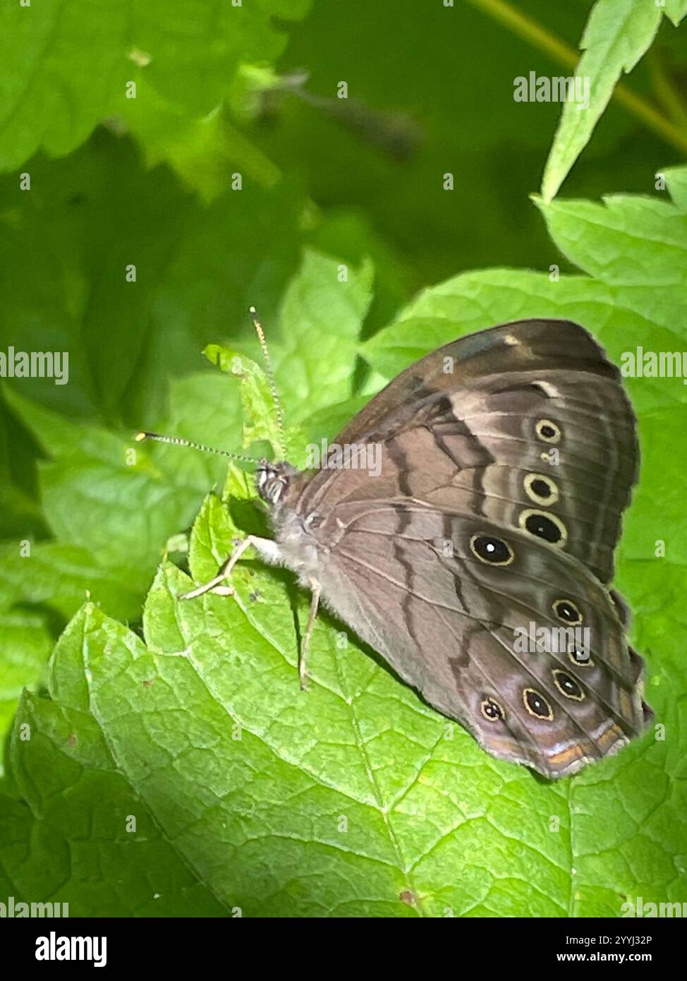 Northern Pearly-eye (Lethe anthedon Stock Photo - Alamy