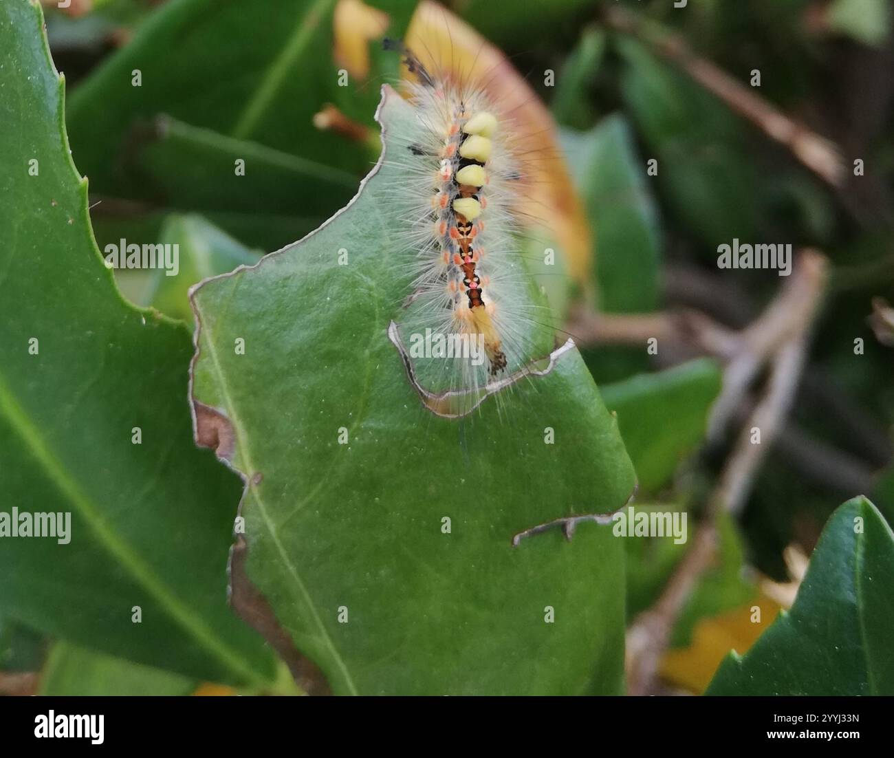 Rusty Tussock Moth (Orgyia antiqua Stock Photo - Alamy