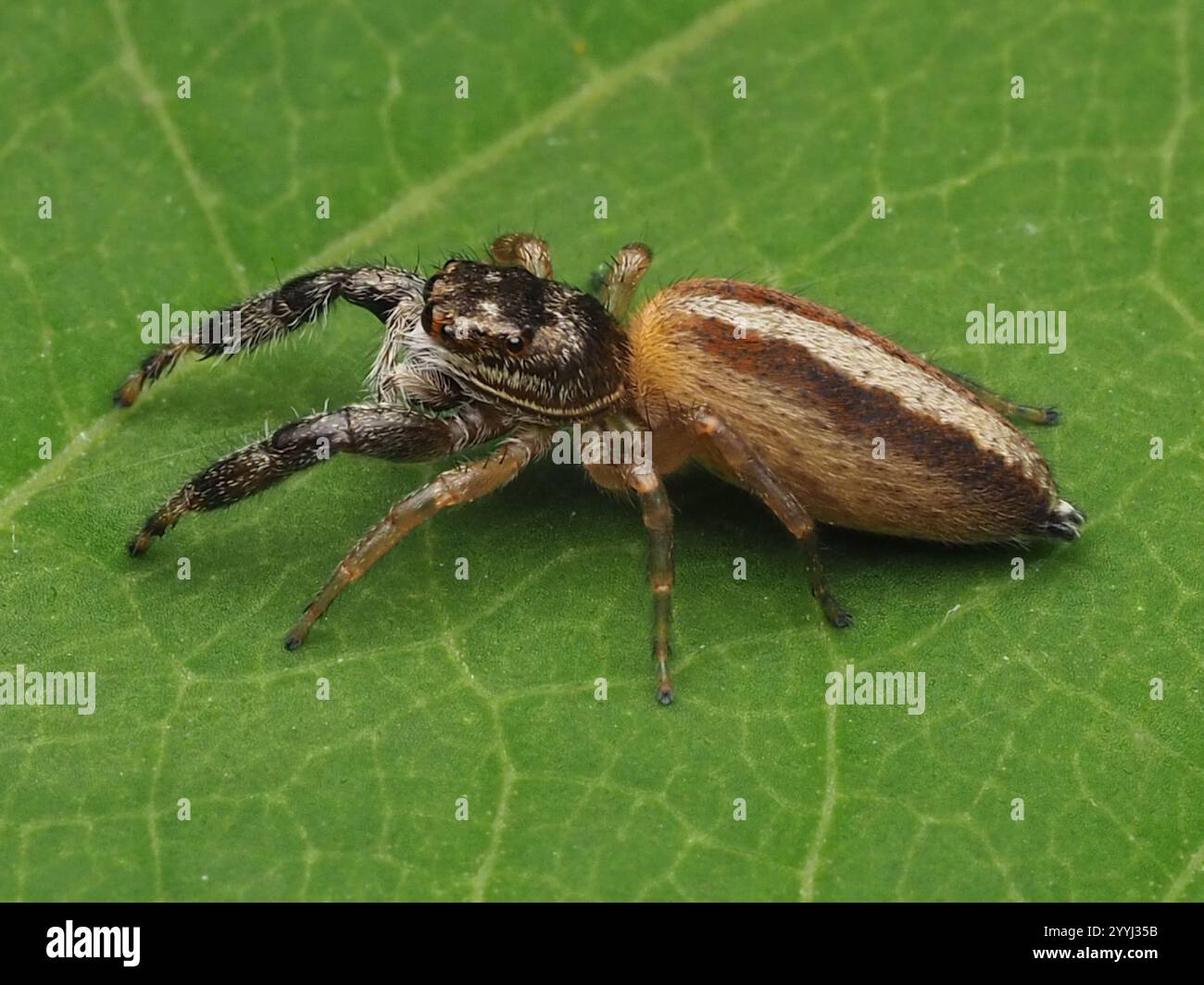 Short-bellied Slender Jumping Spider (Marpissa formosa Stock Photo - Alamy
