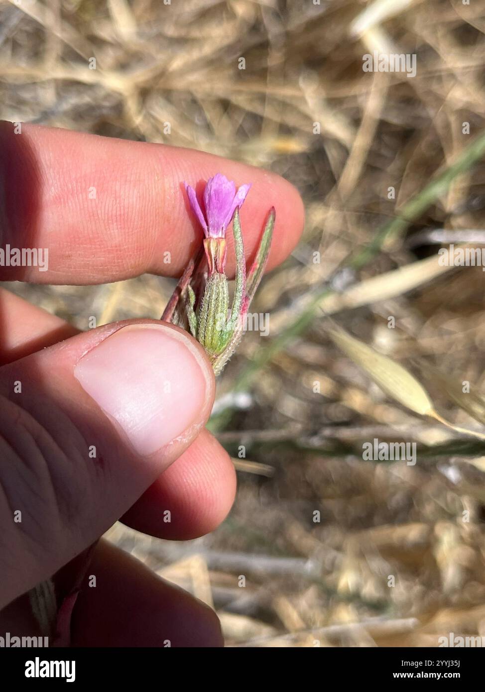 four-spot (Clarkia purpurea quadrivulnera Stock Photo - Alamy