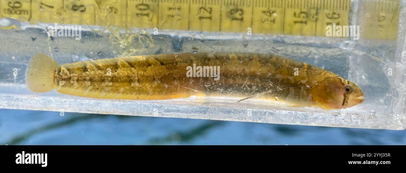 Saddleback Gunnel (Pholis ornata Stock Photo - Alamy