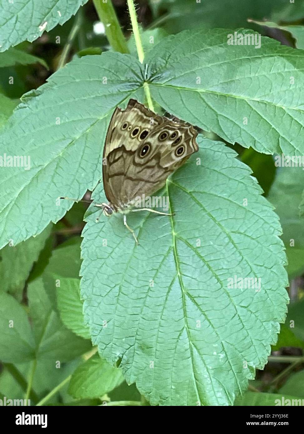 Northern Pearly-eye (Lethe anthedon Stock Photo - Alamy