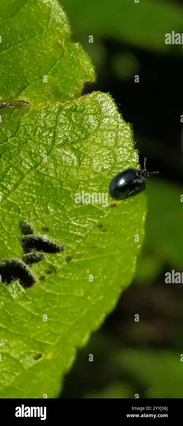 Willow Leaf Beetle (Plagiodera versicolora Stock Photo - Alamy
