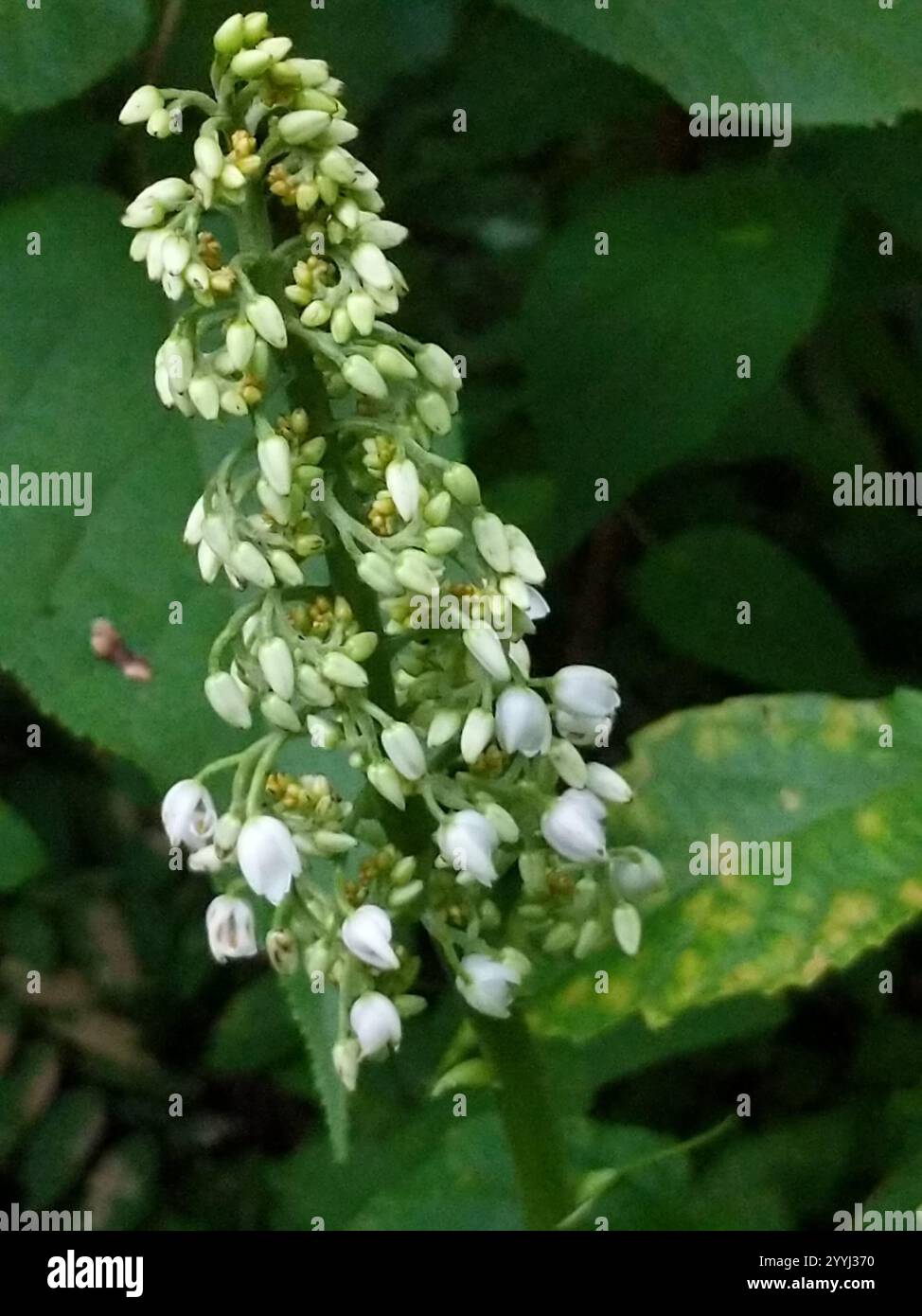 palmita (Xiphidium caeruleum Stock Photo - Alamy