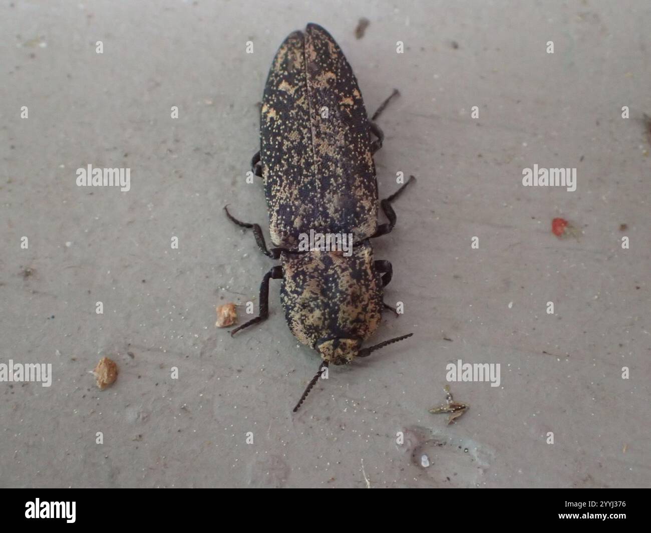 Short-horned Click Beetle (Danosoma brevicorne Stock Photo - Alamy