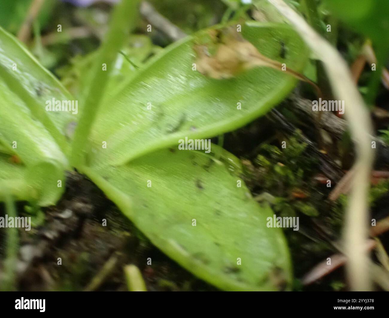 Common Butterwort (Pinguicula vulgaris Stock Photo - Alamy