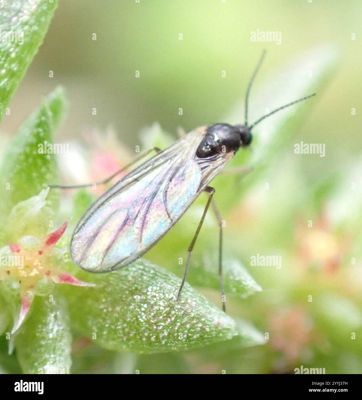 Dark-winged Fungus Gnats (Sciaridae Stock Photo - Alamy