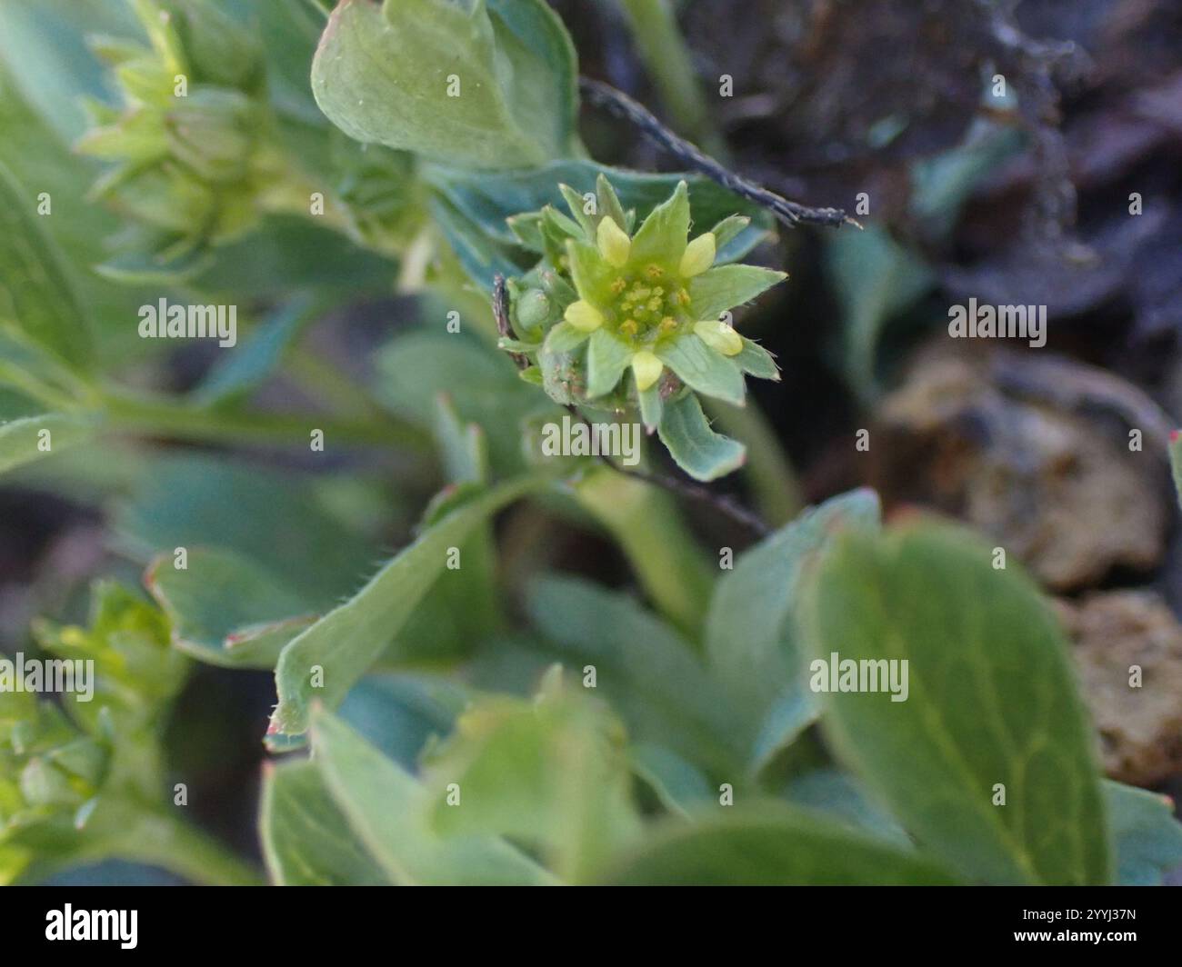 creeping sibbaldia (Sibbaldia procumbens Stock Photo - Alamy