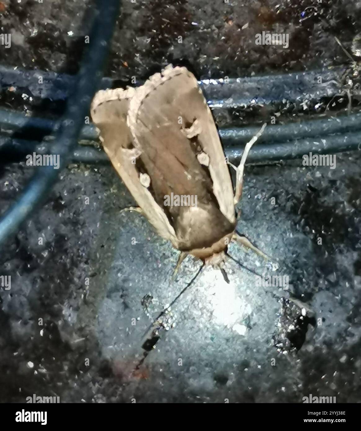 Flame Shoulder Moth (Ochropleura plecta Stock Photo - Alamy