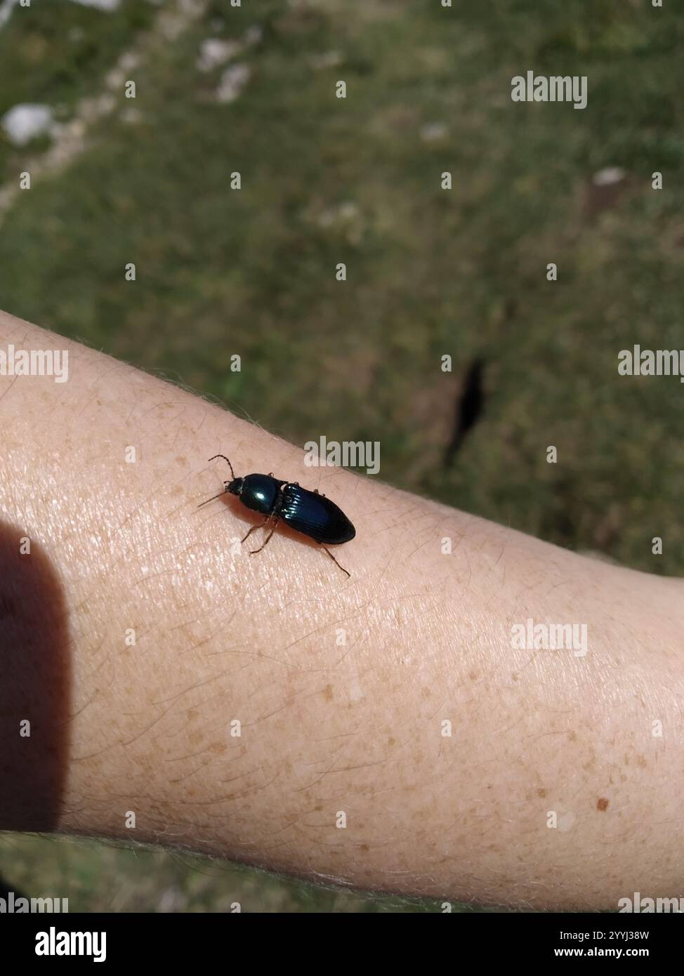 green click beetle (Selatosomus aeneus Stock Photo - Alamy