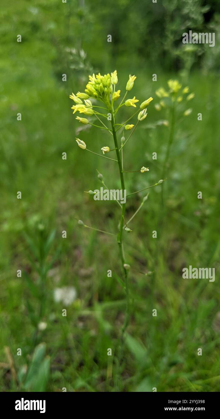 vascular plants (Tracheophyta Stock Photo - Alamy
