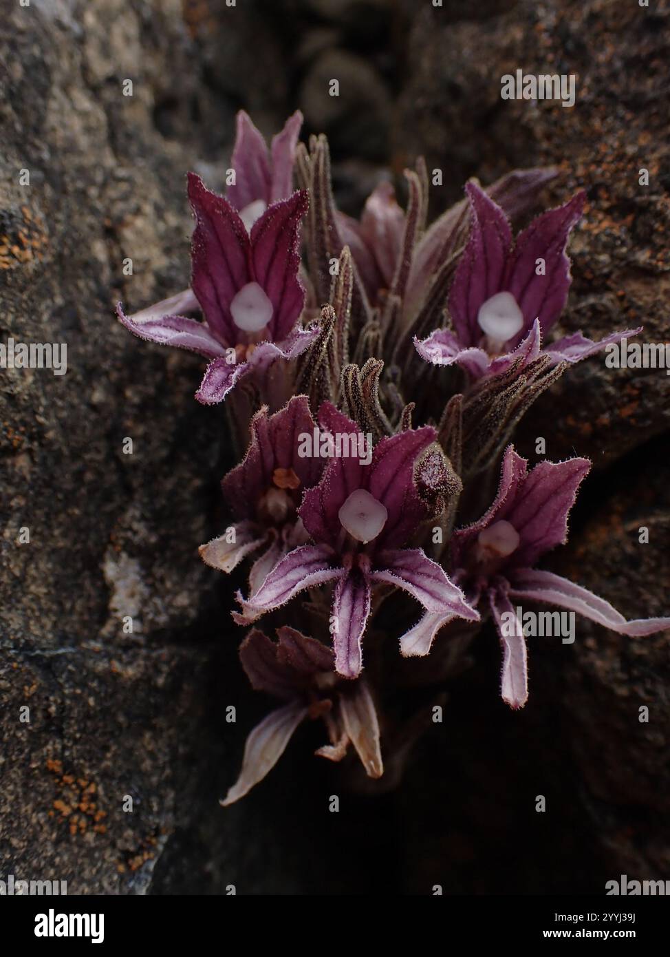 California Broomrape (Aphyllon californicum Stock Photo - Alamy