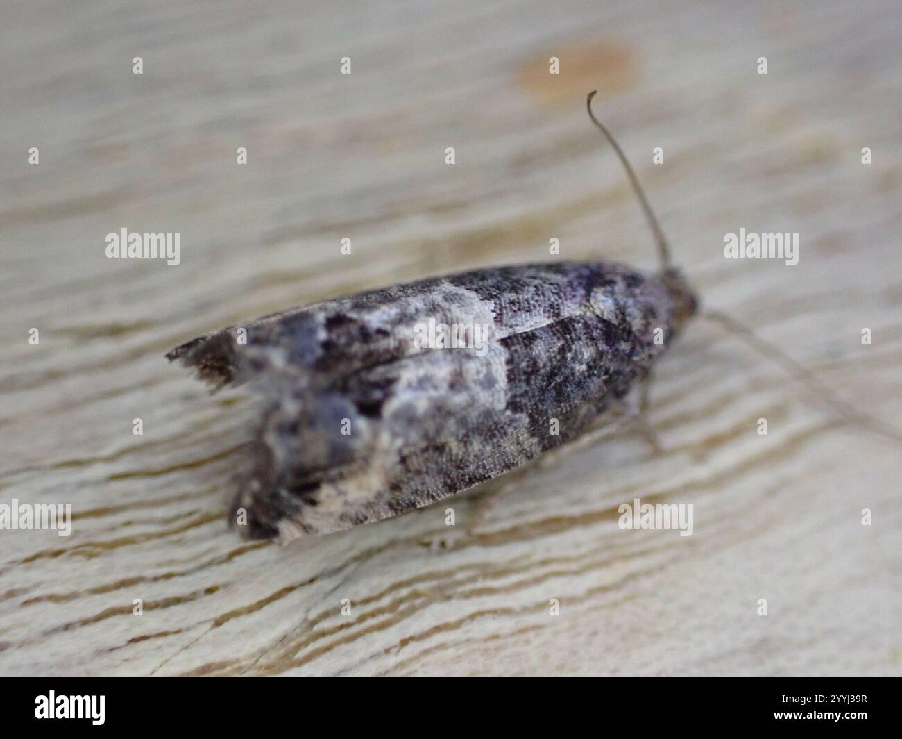 Laricana hi-res stock photography and images - Alamy