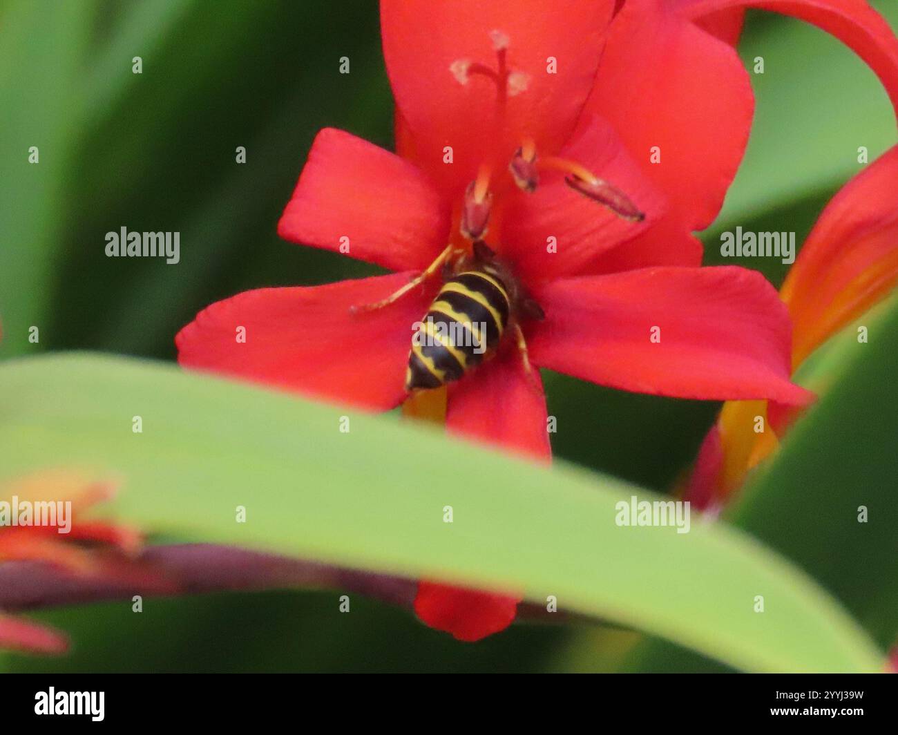 Alaska Yellowjacket (Vespula alascensis Stock Photo - Alamy
