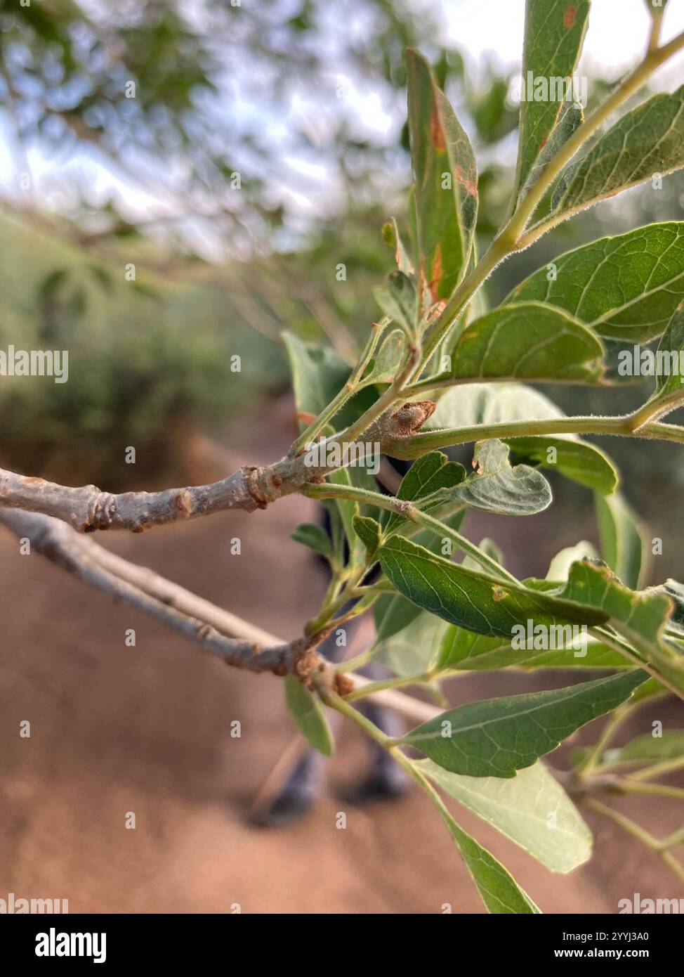 velvet ash (Fraxinus velutina Stock Photo - Alamy