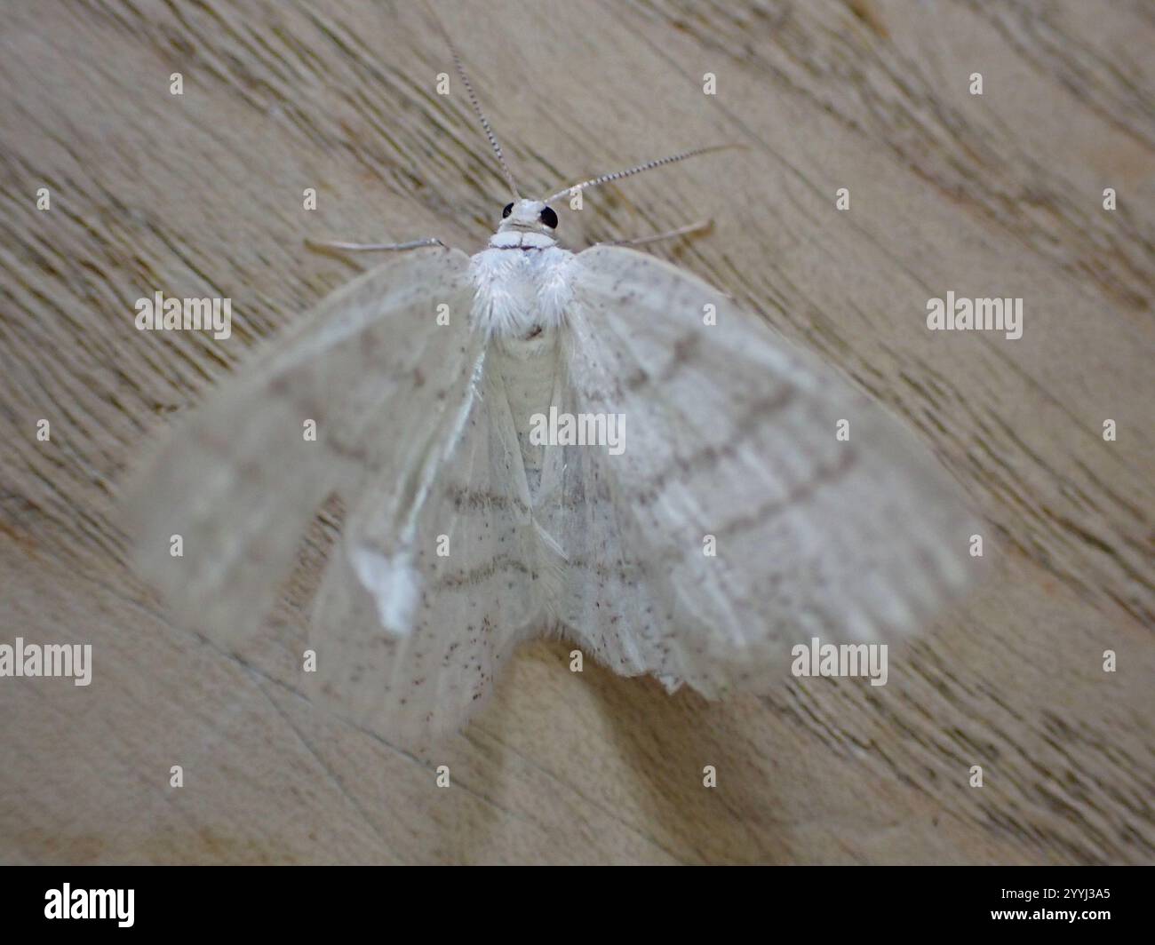 Common White Wave (Cabera pusaria Stock Photo - Alamy