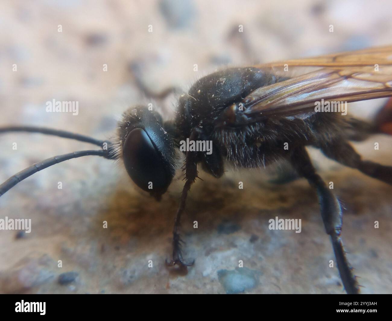 Golden Digger Wasp (Sphex funerarius Stock Photo - Alamy