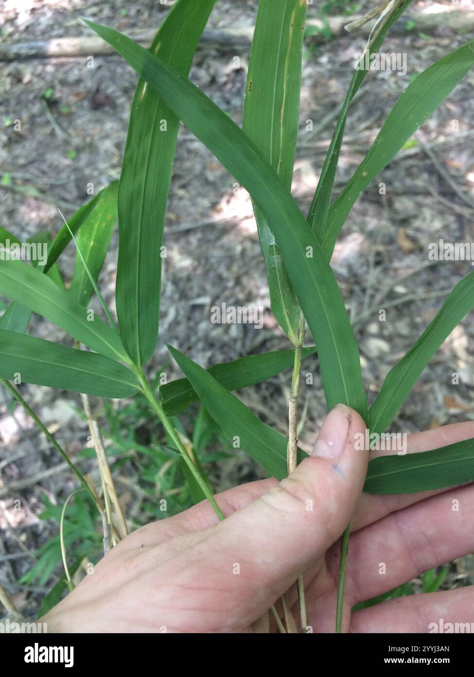 river cane (Arundinaria gigantea Stock Photo - Alamy