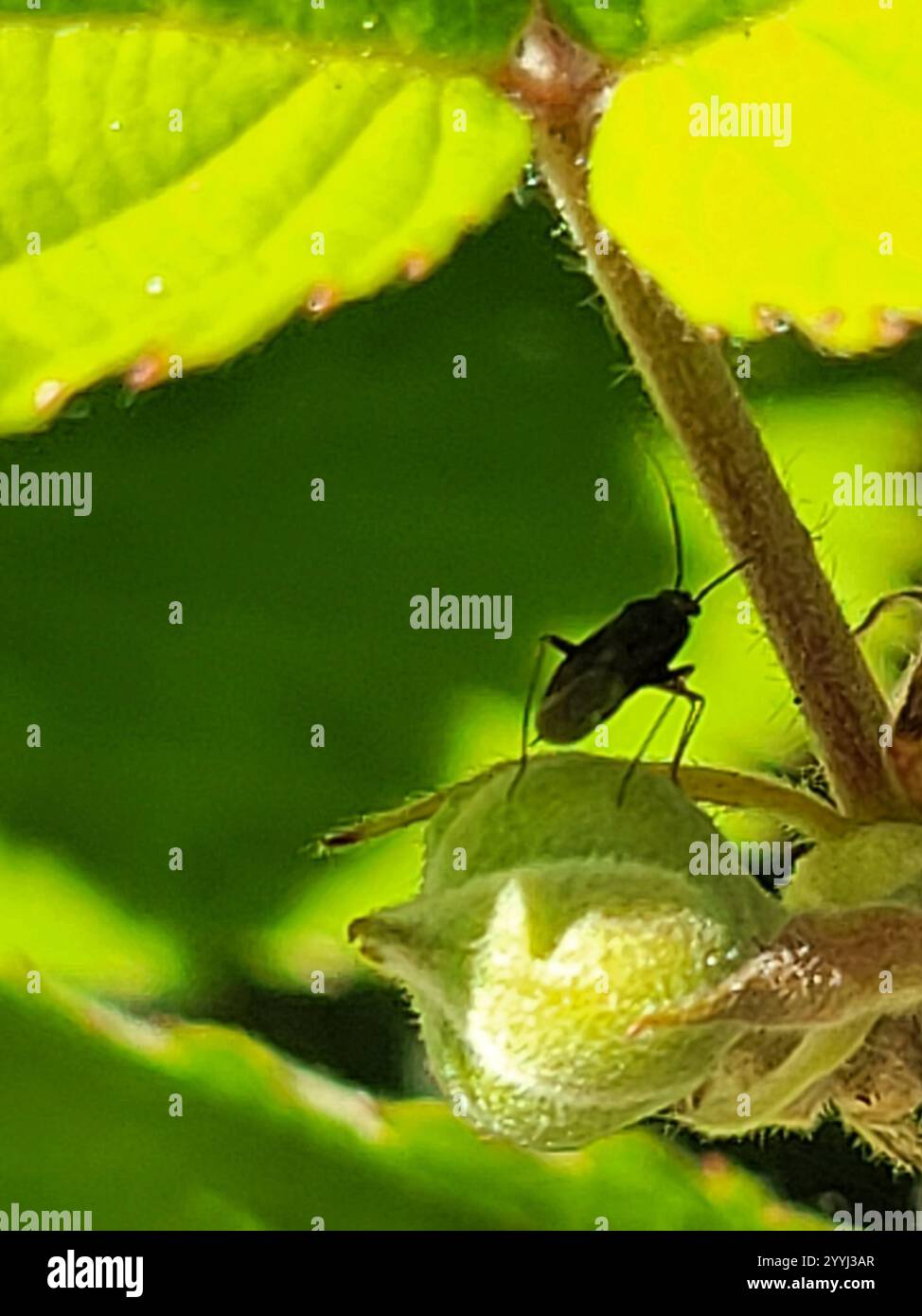 Common Nettle Flower Bug (Plagiognathus arbustorum Stock Photo - Alamy