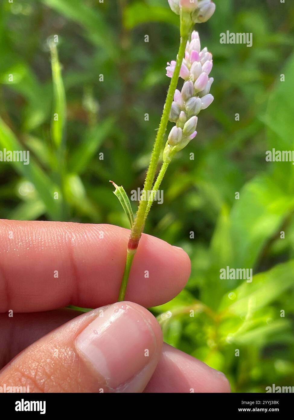 low smartweed (Persicaria longiseta Stock Photo - Alamy