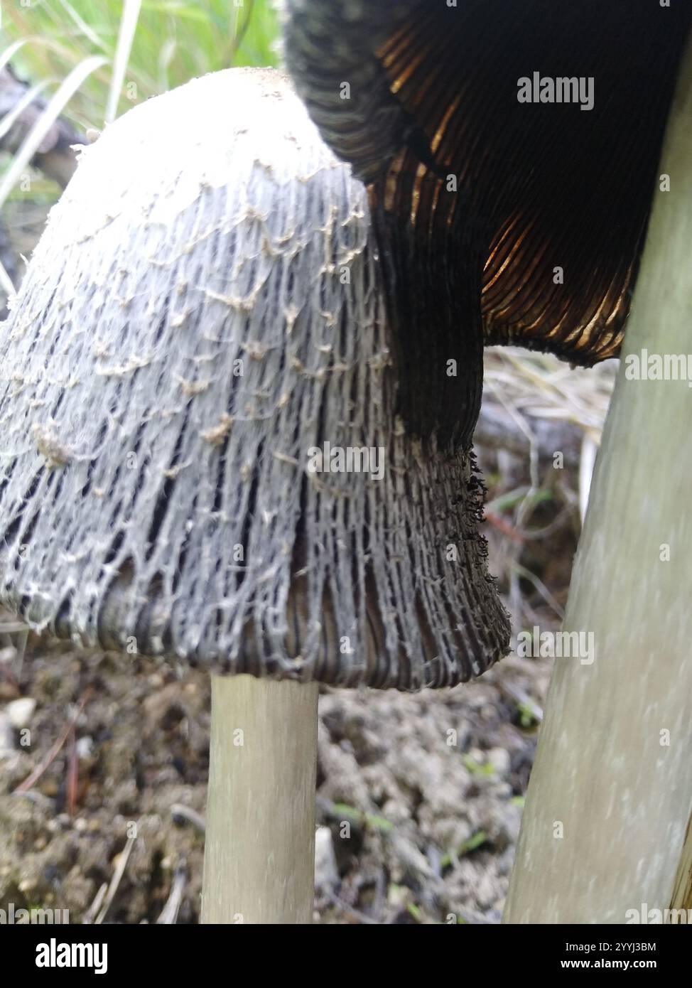 inky caps (Coprinus Stock Photo - Alamy