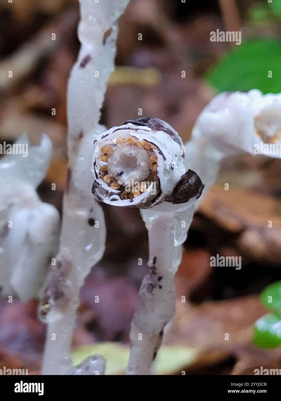 Ghost Pipe (Monotropa uniflora Stock Photo - Alamy