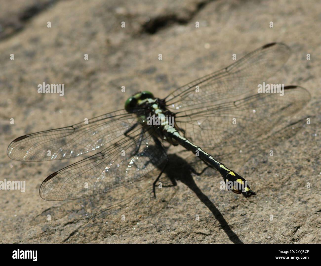 Black-shouldered Spinyleg (Dromogomphus spinosus Stock Photo - Alamy