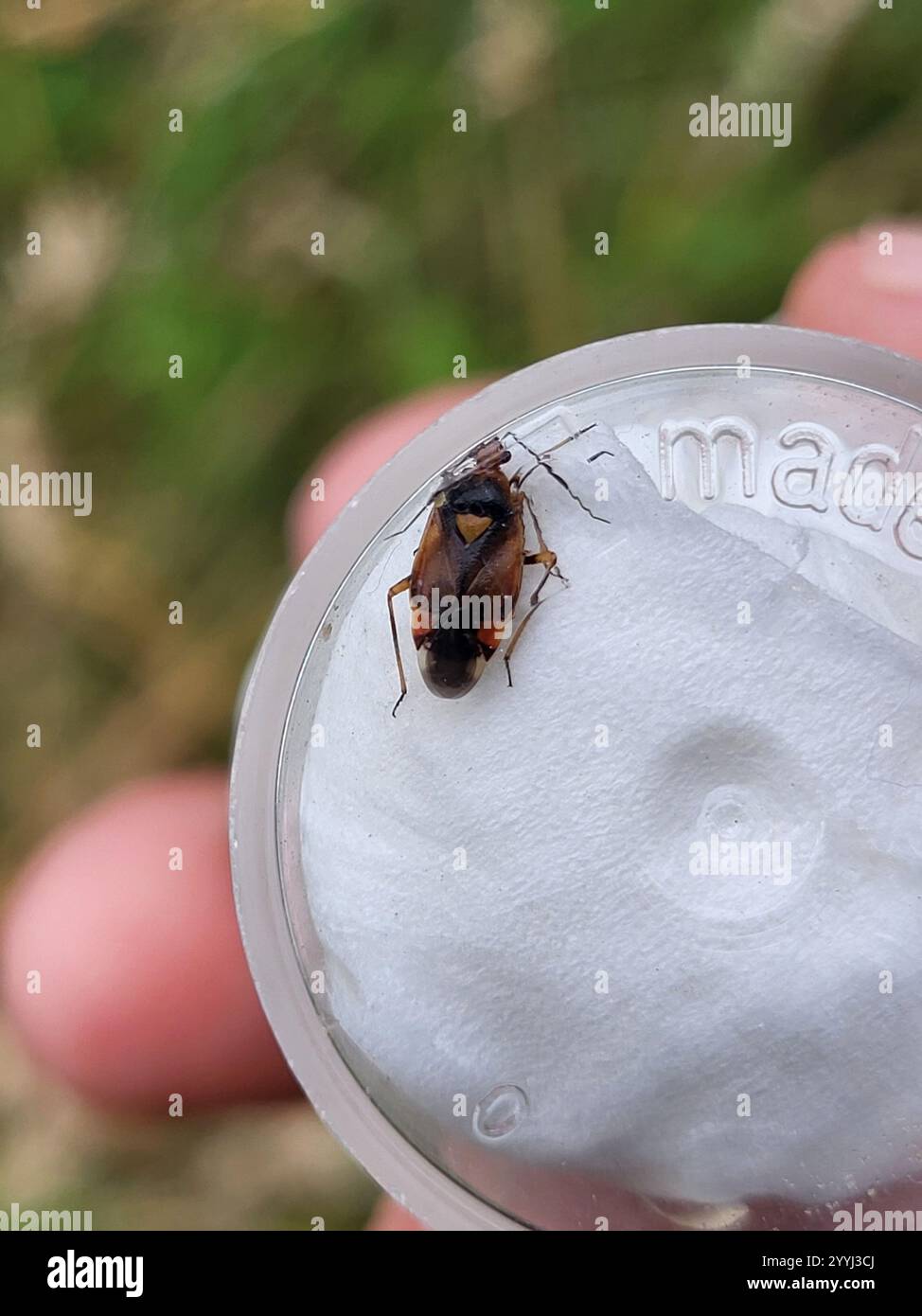 red-spotted plant bug (Deraeocoris ruber Stock Photo - Alamy