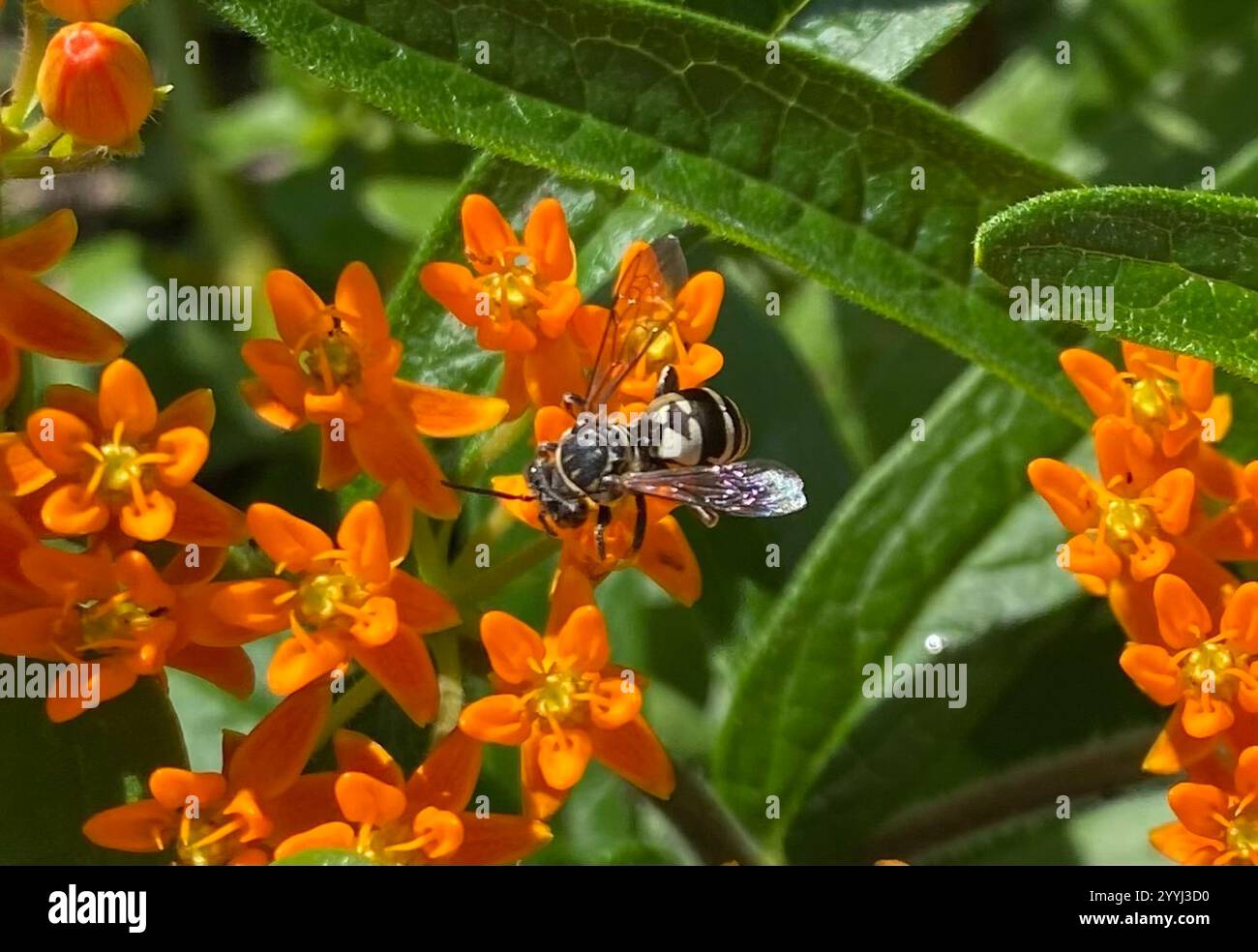 Lunate Longhorn-cuckoo Bee (Triepeolus lunatus Stock Photo - Alamy