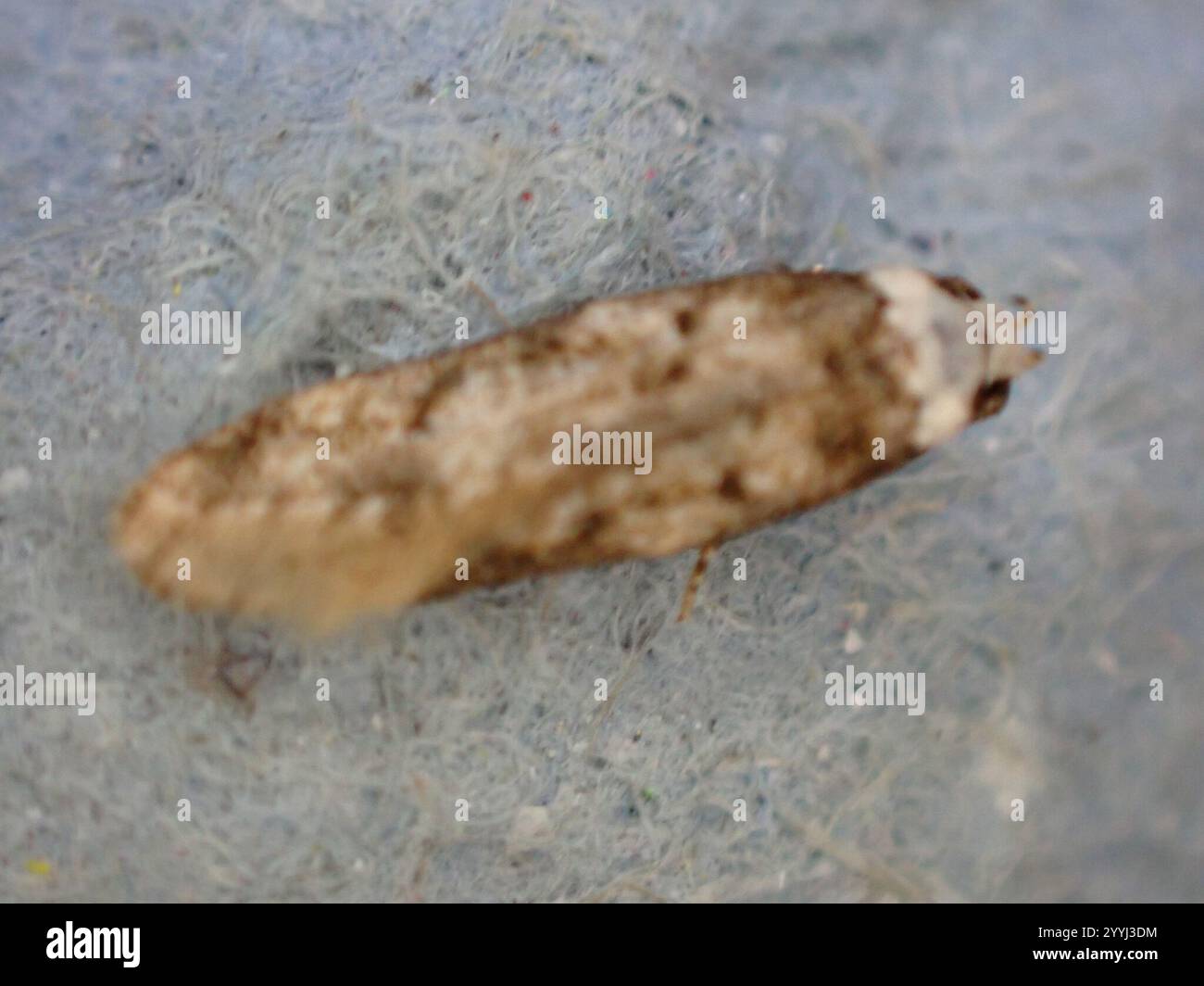 White-shouldered House Moth (Endrosis sarcitrella Stock Photo - Alamy