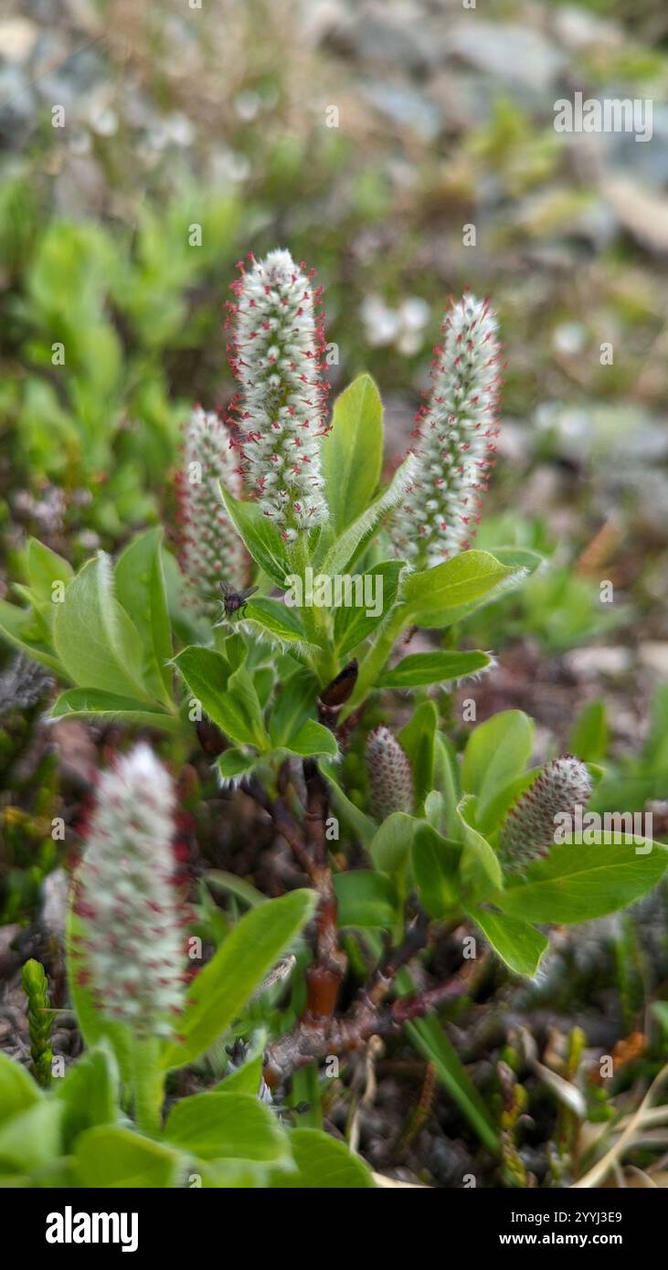 arctic willow (Salix arctica Stock Photo - Alamy