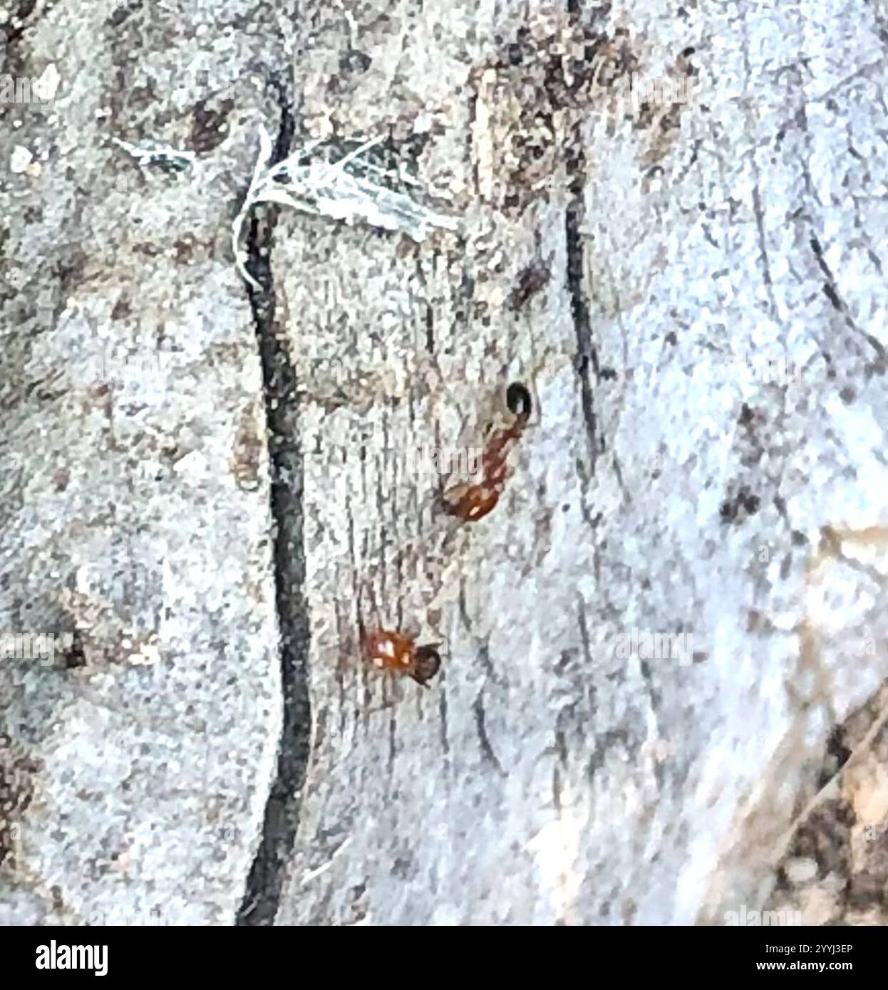 Southern Fire Ant (Solenopsis xyloni Stock Photo - Alamy