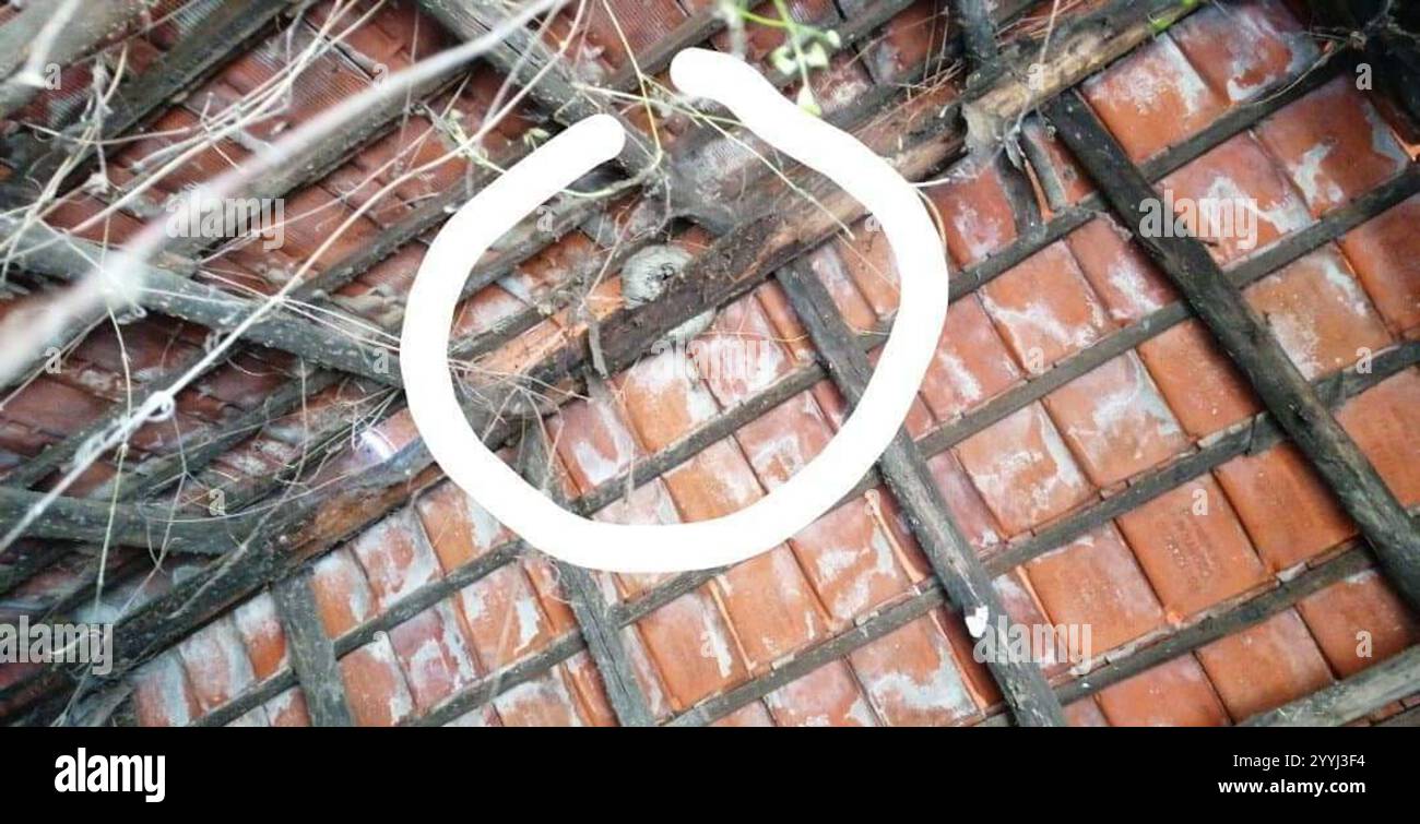 Hornets and Yellowjackets (Vespinae Stock Photo - Alamy