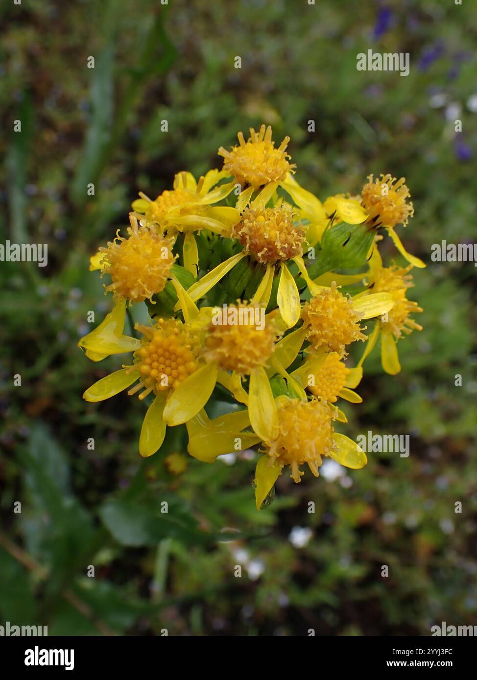 Tall western groundsel hi-res stock photography and images - Alamy