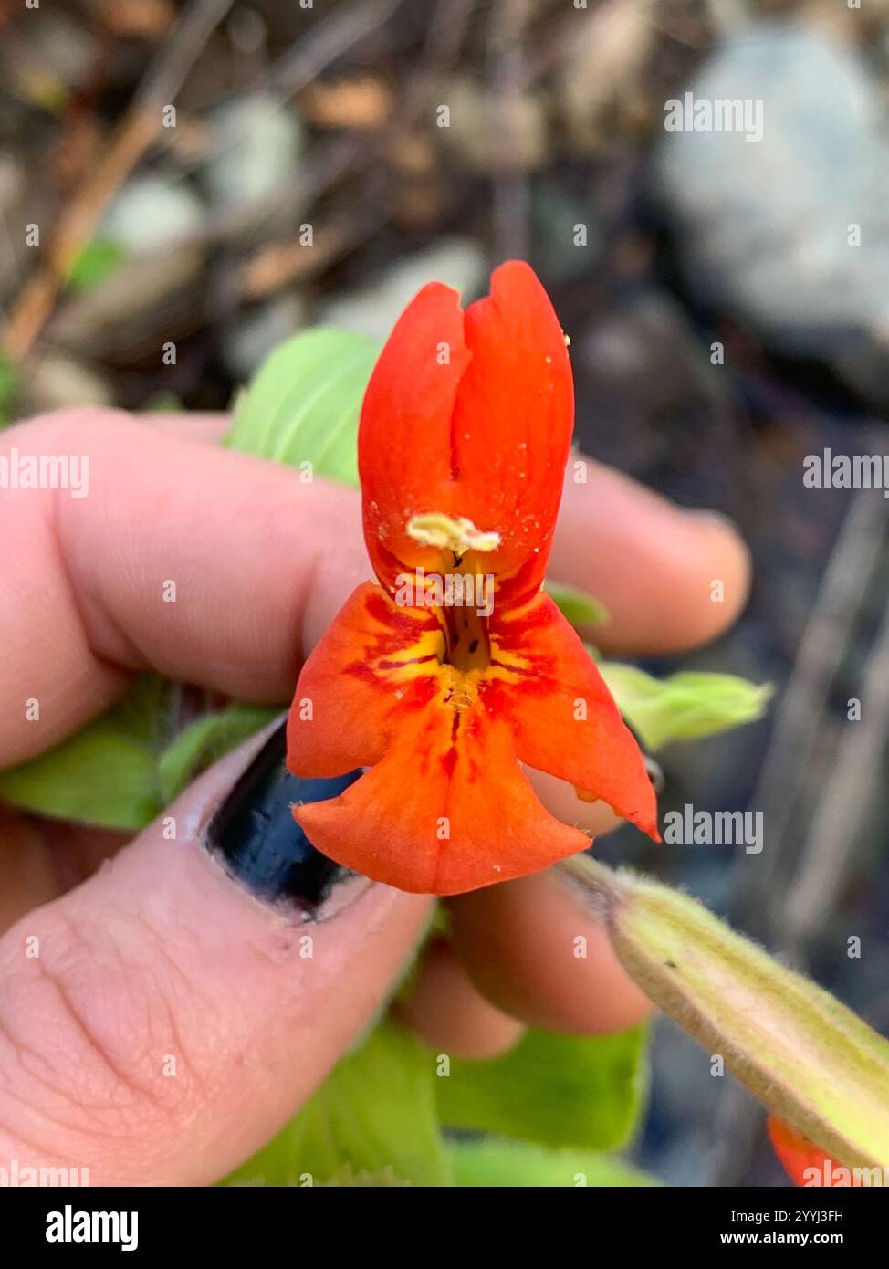 scarlet monkeyflower (Erythranthe cardinalis Stock Photo - Alamy