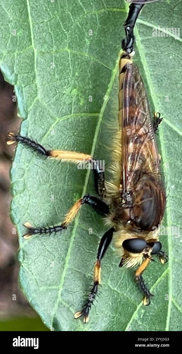 Red-footed Cannibal Fly (Promachus rufipes Stock Photo - Alamy