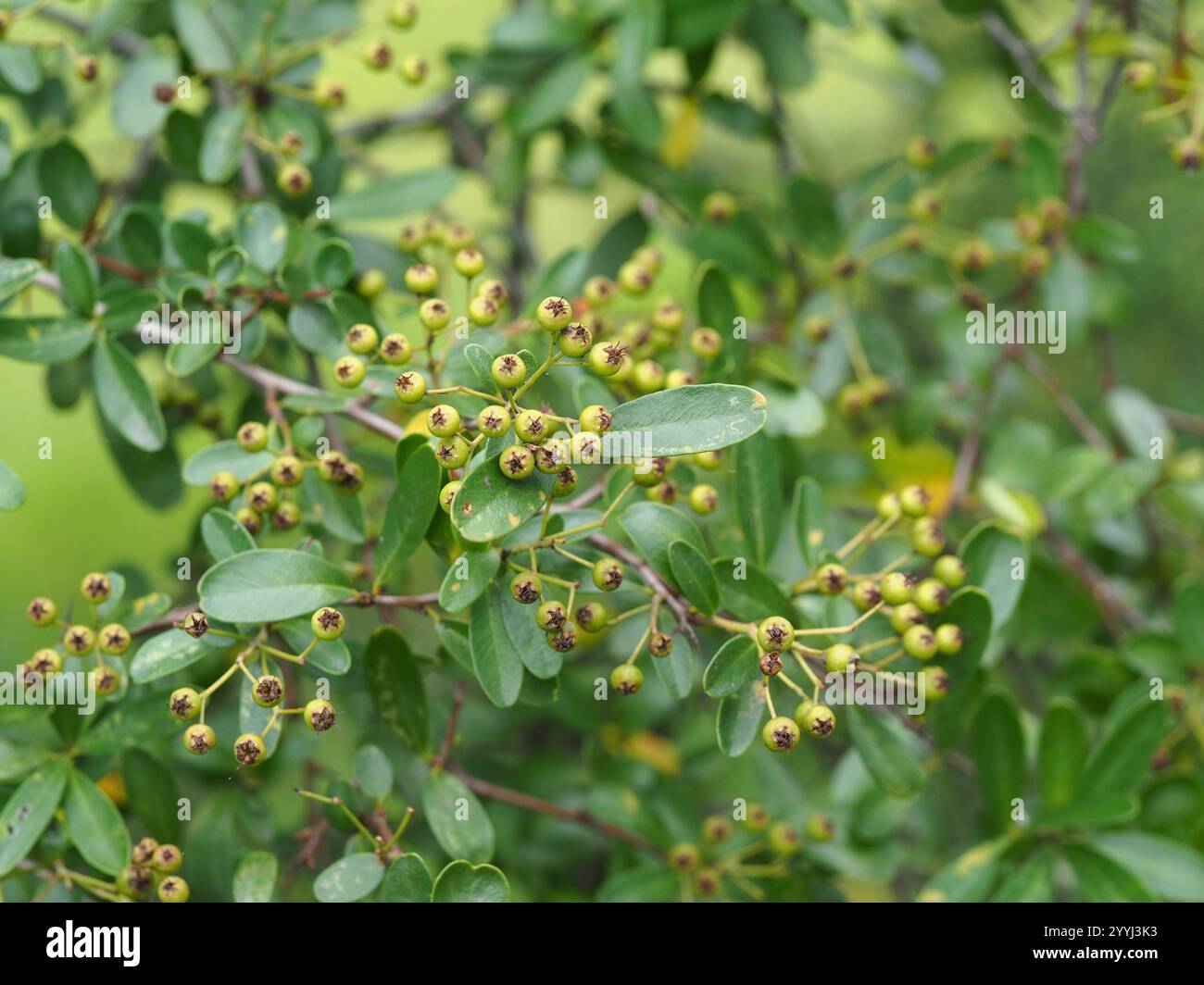 Taiwan Firethorn (Pyracantha koidzumii Stock Photo - Alamy