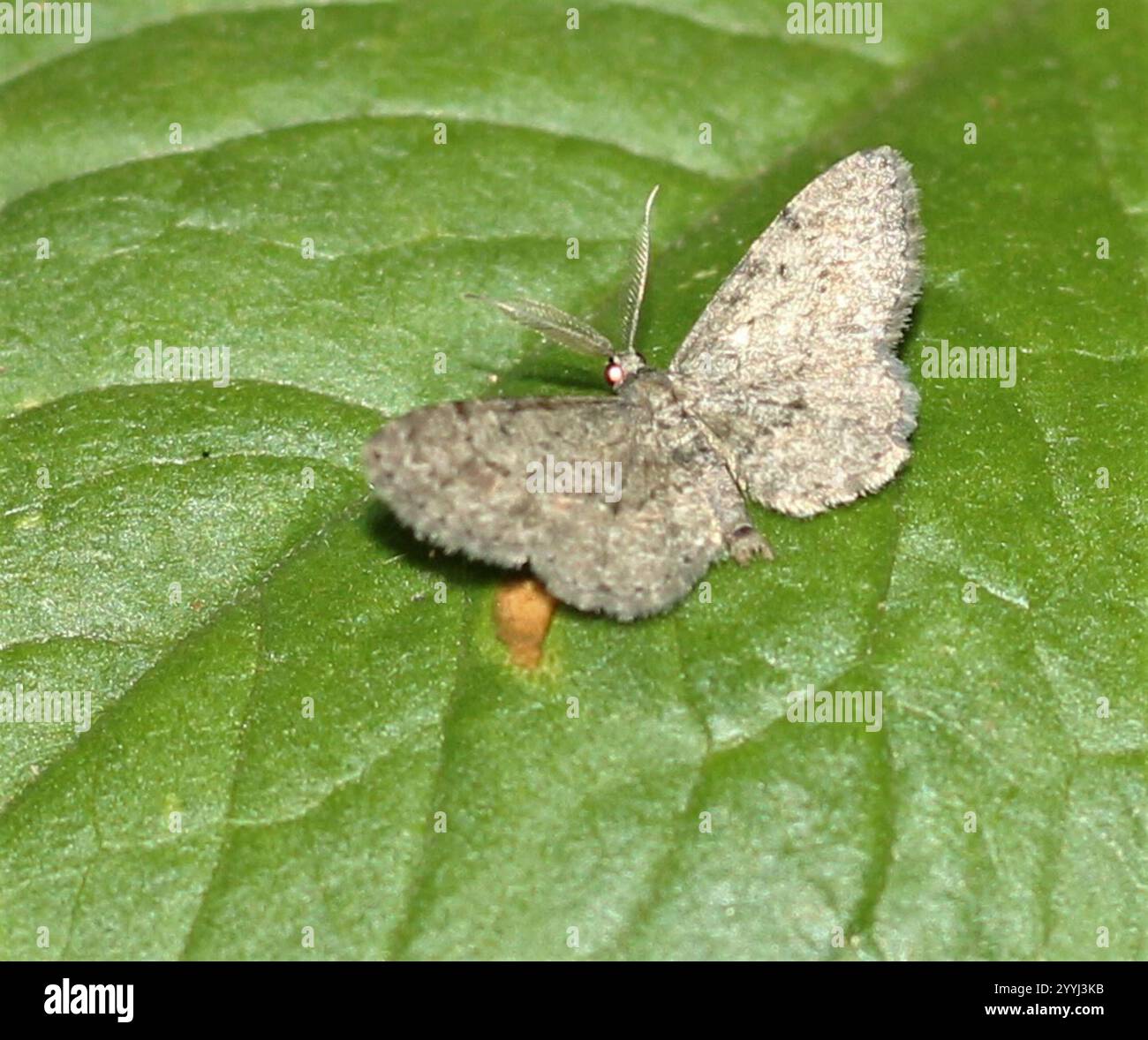 Texas Gray (Glenoides texanaria Stock Photo - Alamy