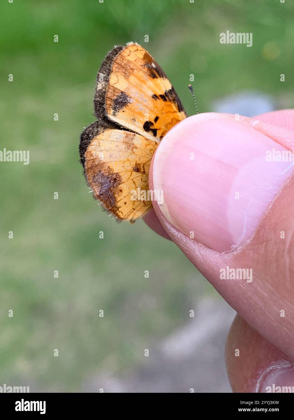 Northern Crescent (Phyciodes cocyta Stock Photo - Alamy