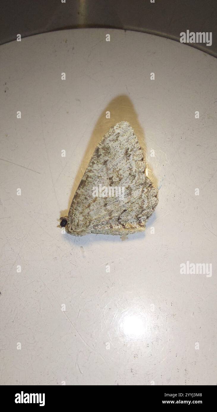 Small Engrailed (Ectropis crepuscularia Stock Photo - Alamy