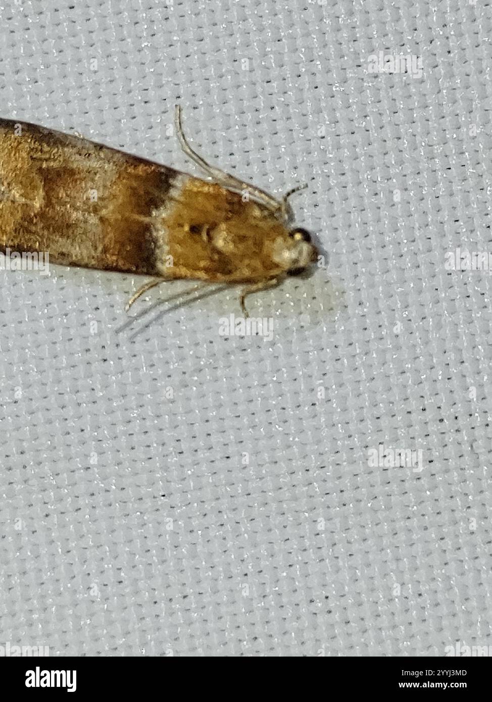 Warted Knot-horn (Acrobasis repandana Stock Photo - Alamy