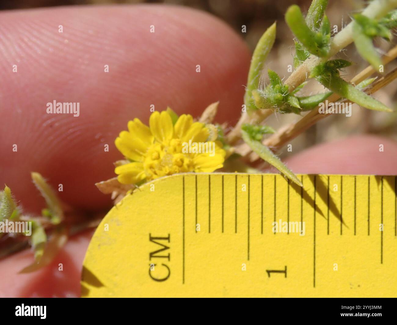 Parry's red tarplant (Centromadia parryi rudis Stock Photo - Alamy