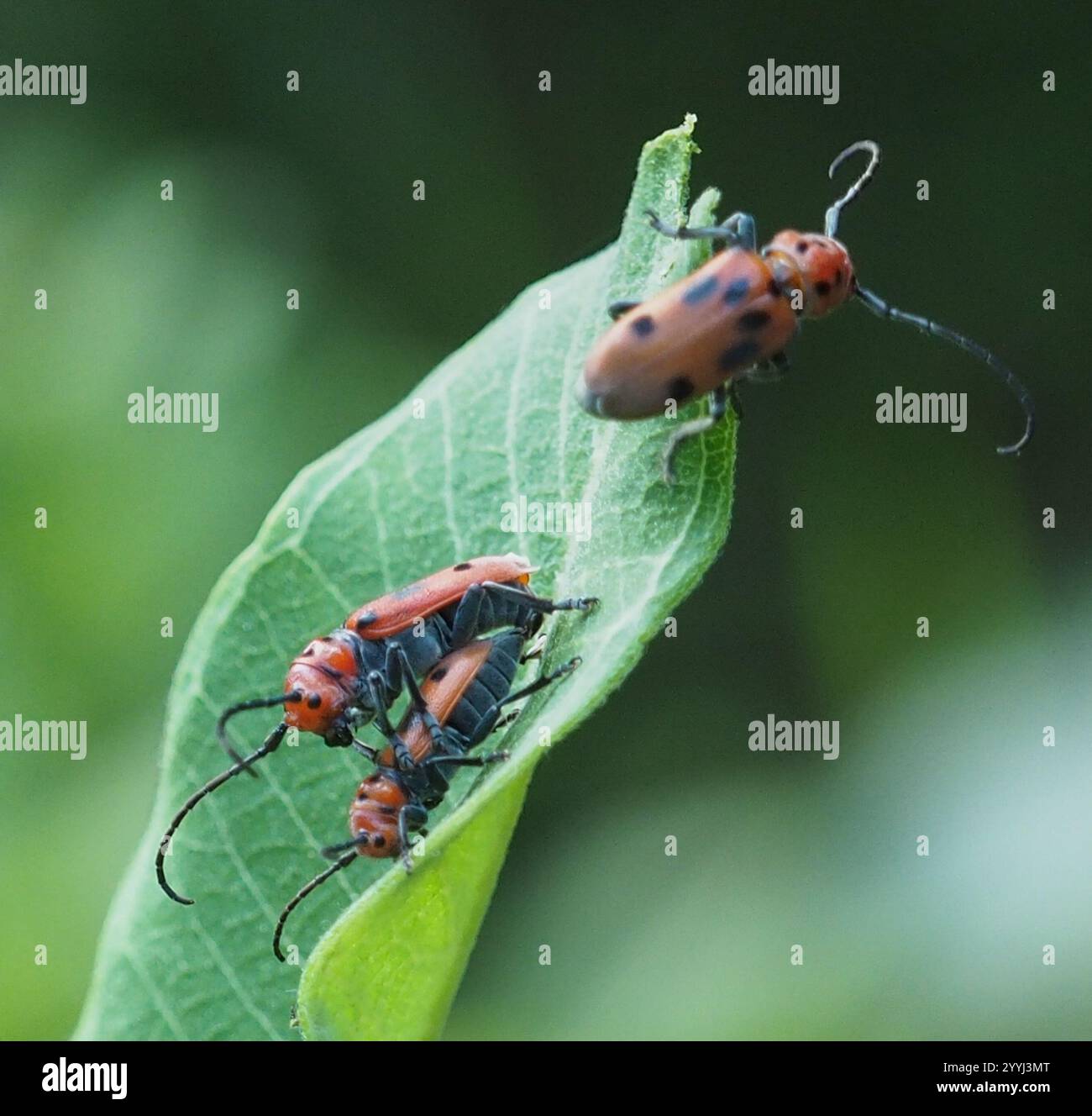 Red Milkweed Beetle (Tetraopes tetrophthalmus Stock Photo - Alamy